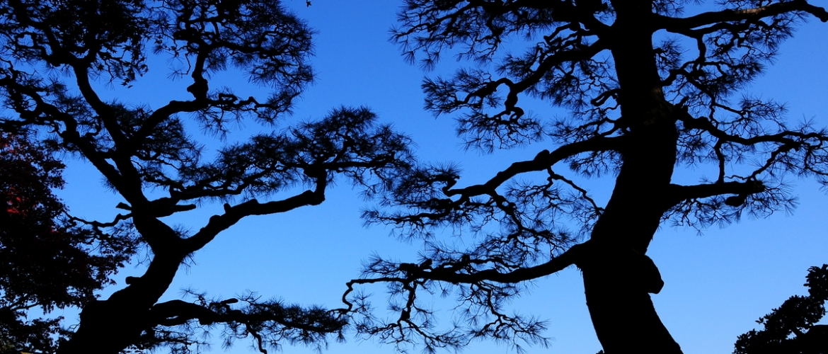Le site officiel de la fédération française de Bonsaï - Fédération ...