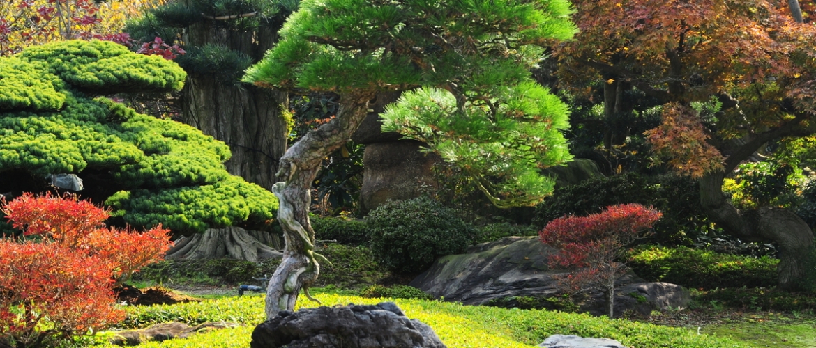 Le site officiel de la fédération française de Bonsaï - Fédération ...